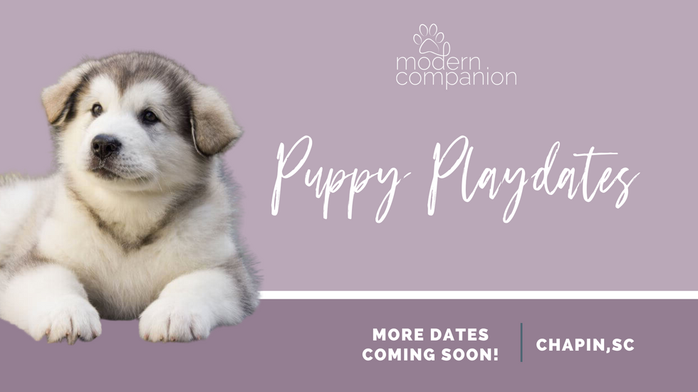 Puppy Playdates – Modern Companion